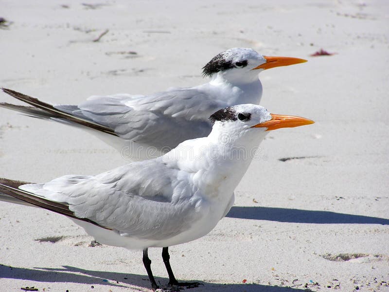 Two Birds stock image. Image of orange, feather, birds - 1106775