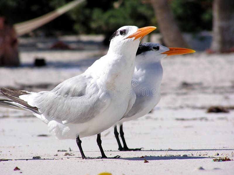 Two Birds stock photo. Image of sand, tulum, bird, mexico - 1106840