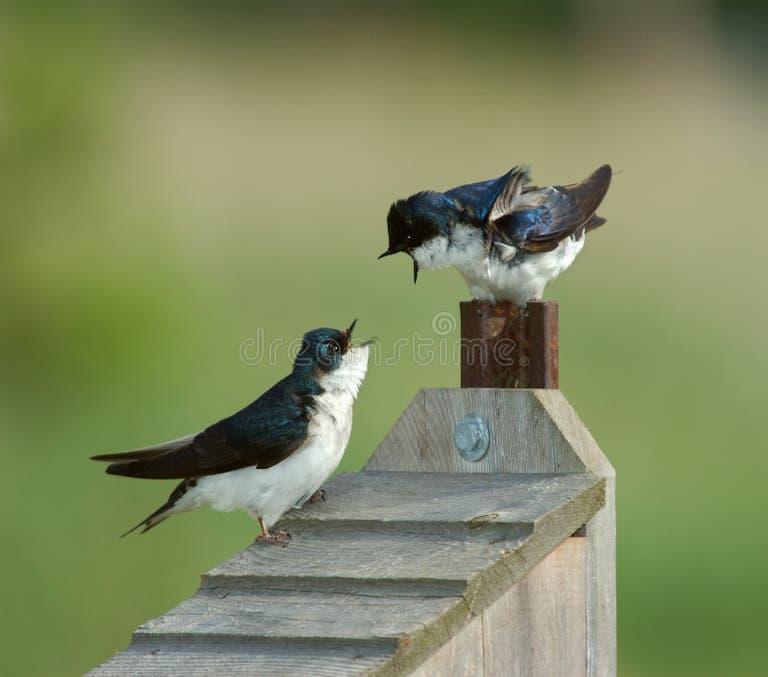 Two Tree Swallows on Nest Box Stock Photo - Image of tachycineta ...