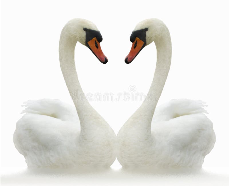 Two birds. stock photo. Image of indestructible, bird - 22071672