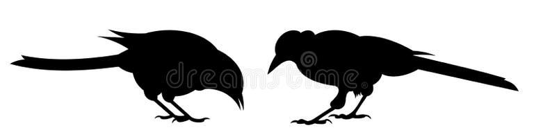 Raven Eating Stock Illustrations – 33 Raven Eating Stock Illustrations ...