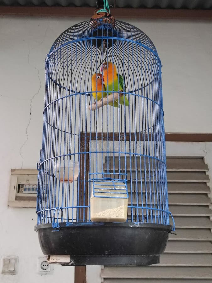 Two birds in blue cage stock image. Image of cage, blue - 329853371