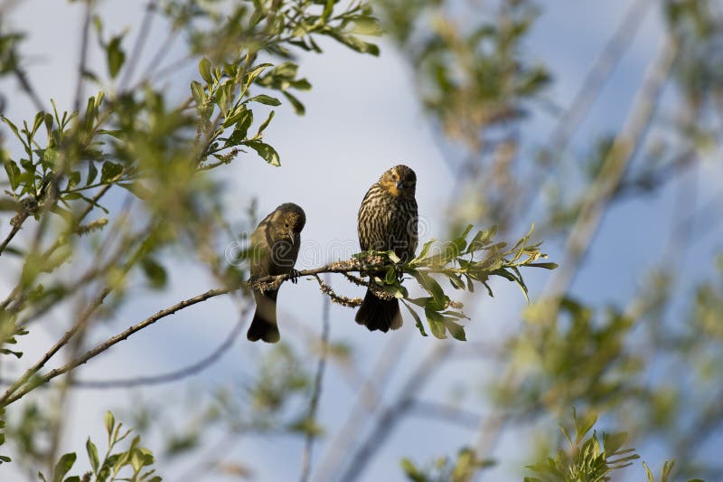 Two birds on the branch stock photo. Image of leaves - 27373026