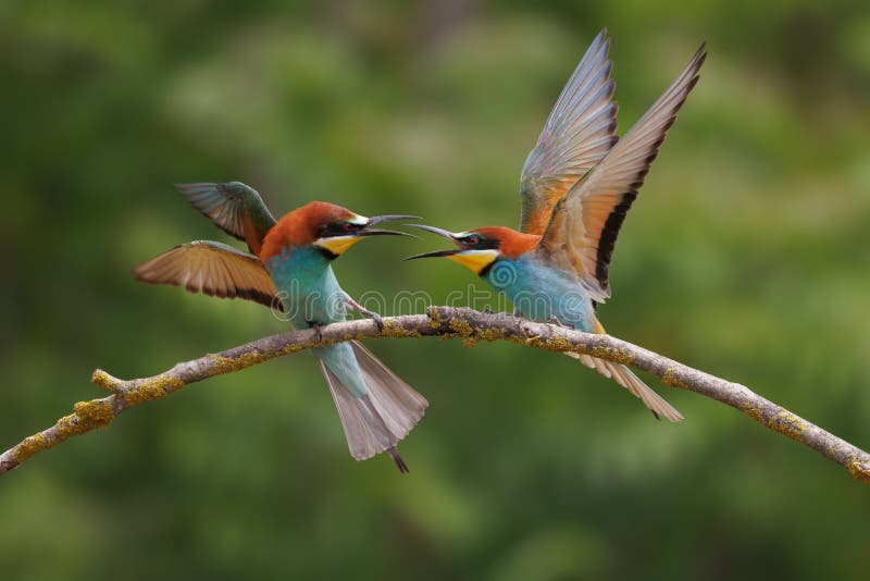 Two Birds on a Branch in a Forest Stock Photo - Image of feathery ...