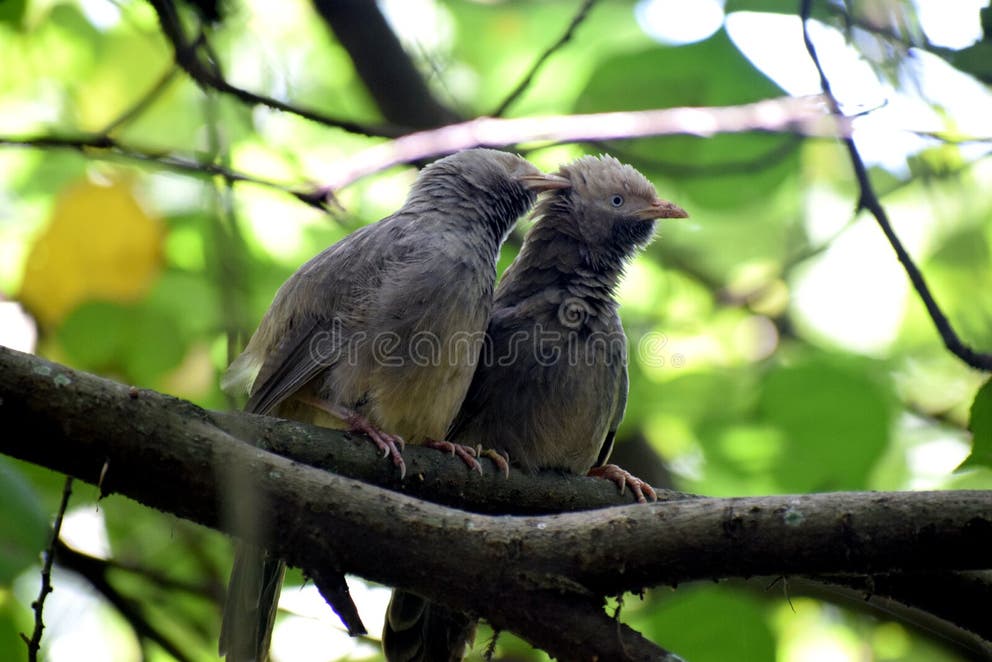 Two Birds in a Branches of Tree Stock Photo - Image of bird, afarm ...