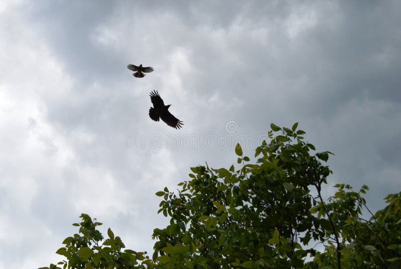 Birds Chasing Each Other in Flight Stock Image - Image of wings ...