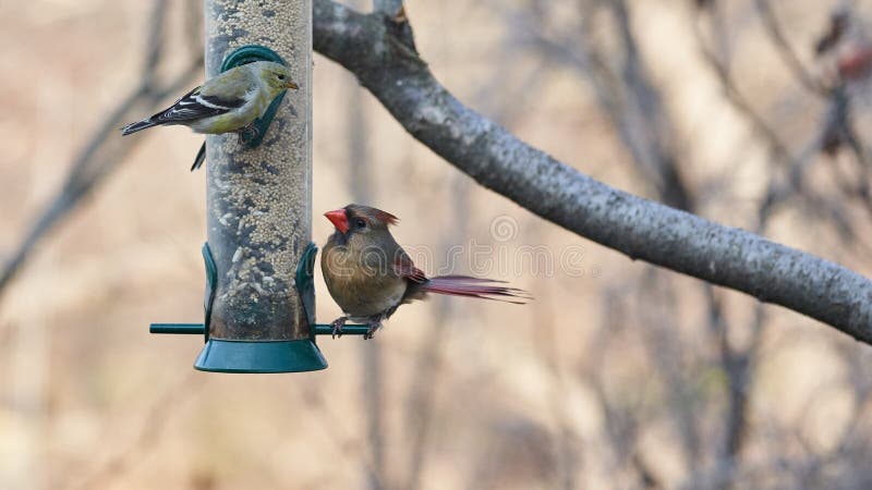 Two birds chilling stock image. Image of branch, birdfeeder - 182831599
