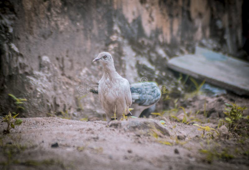 Two birds chilling stock image. Image of wild, nature - 302395655