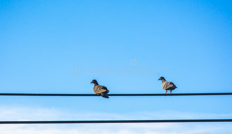 Two birds on a wire stock image. Image of impressive - 42621163