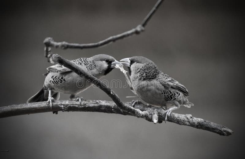 Two Birds Demonstrating Teamwork Partnership & Communication in Nature ...