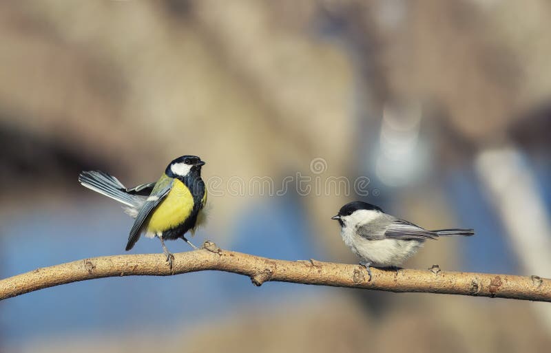 Different Types Gray Birds Stock Photos - Free & Royalty-Free Stock ...