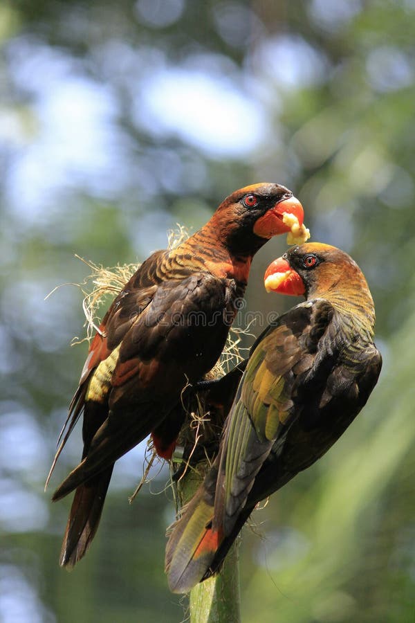 Two Birds Dusky Lory (Pseudeos Fuscata) Perched on the Same Branch ...