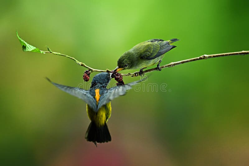 Two Birds Eating Fruit Together Stock Image - Image of fruit, animal ...