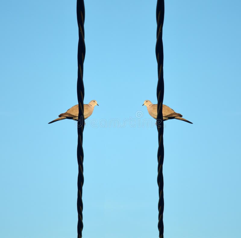 Two Birds on a Electric Wire Stock Photo - Image of africa, climate ...