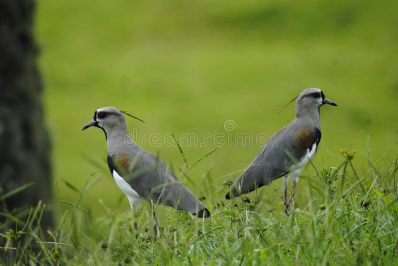 Two birds in the field stock photo. Image of birds, branch - 216744088