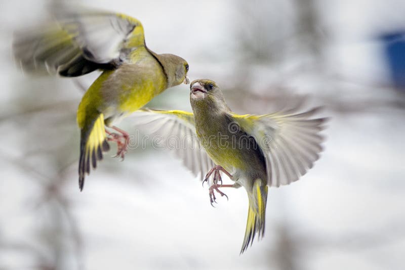 4,990 Birds Fighting Stock Photos - Free & Royalty-Free Stock Photos ...