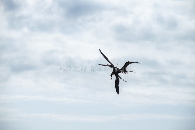 Two Birds Fighting in the Sky Stock Photo - Image of view, fight: 214171852