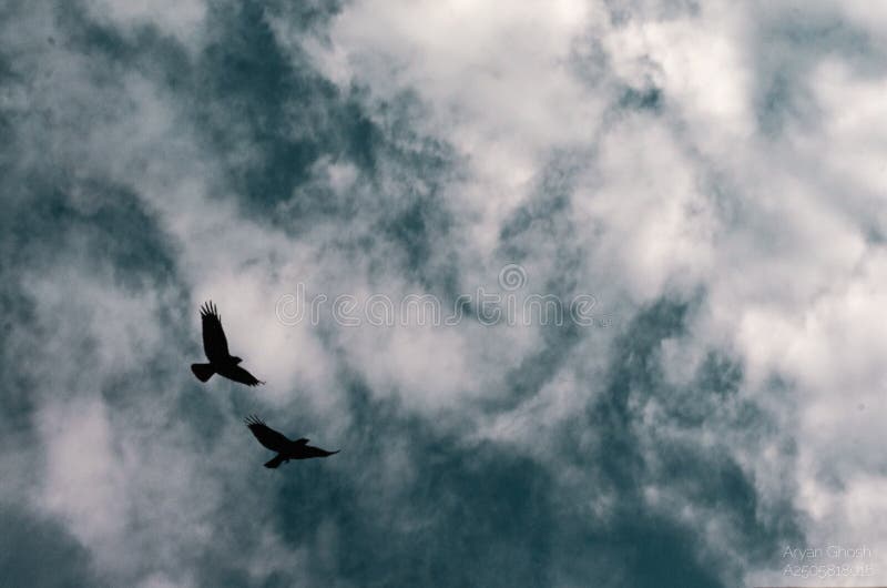 Two Birds Fly Across Open Cloudy Sky Stock Photo - Image of open, birds ...