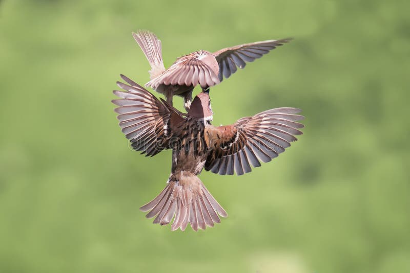 Two birds fly Sparrow stock image. Image of view, sunny - 67382417