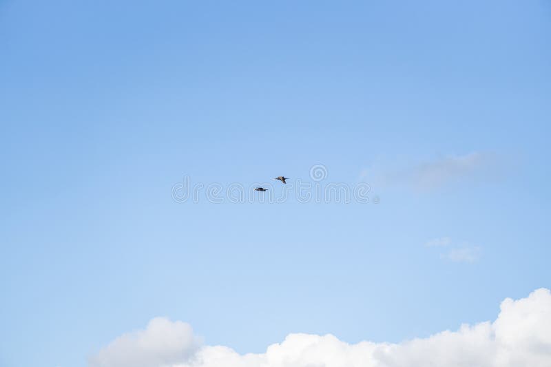 Two Birds Flying Alone in the Sky Stock Image - Image of birds, love ...