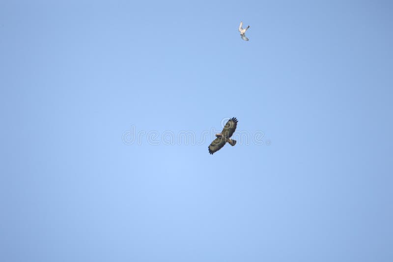 Birds Flying Close Together in the Sky Stock Photo - Image of avian ...