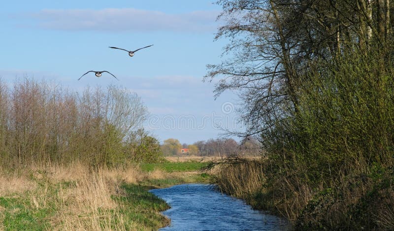 Two Birds Flying Over a River Against a Blue Sky Stock Image - Image of ...