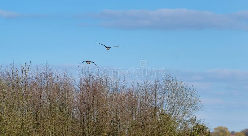 Two Birds Flying Over a River Against a Blue Sky Stock Image - Image of ...