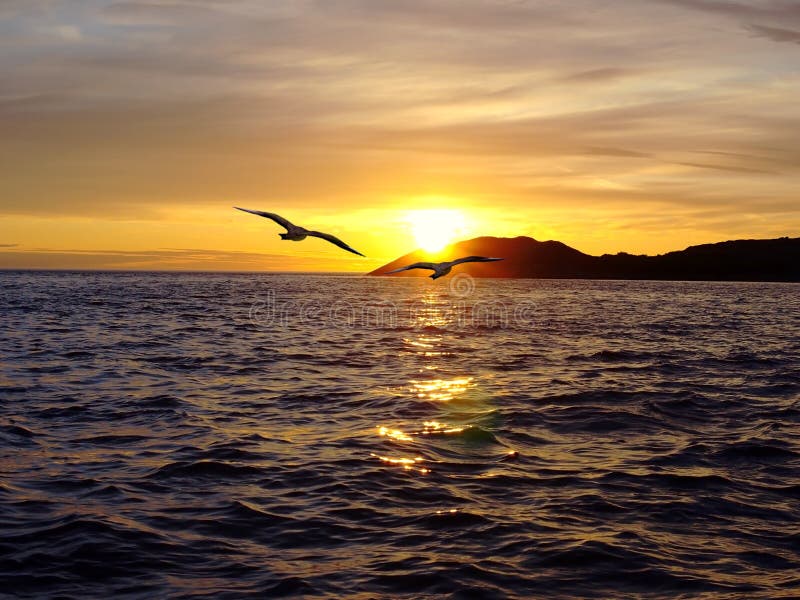 Two Birds in Flying Over the Sea at Sunset Stock Image - Image of ...
