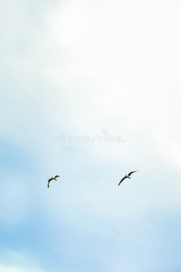 Two Birds Flying in the Sky Stock Photo - Image of light, flock: 323246068