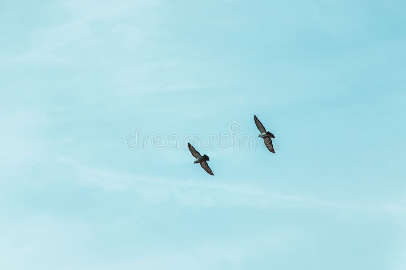 Two Birds Flying through the Sky Together with Clouds Below Them Stock ...