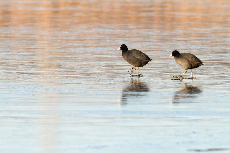 Two birds on ice stock image. Image of nature, feathered - 35736821