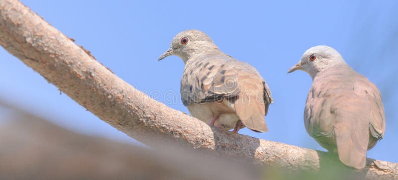 Two Birds Looking Back Landed on a Tree Branch Stock Image - Image of ...