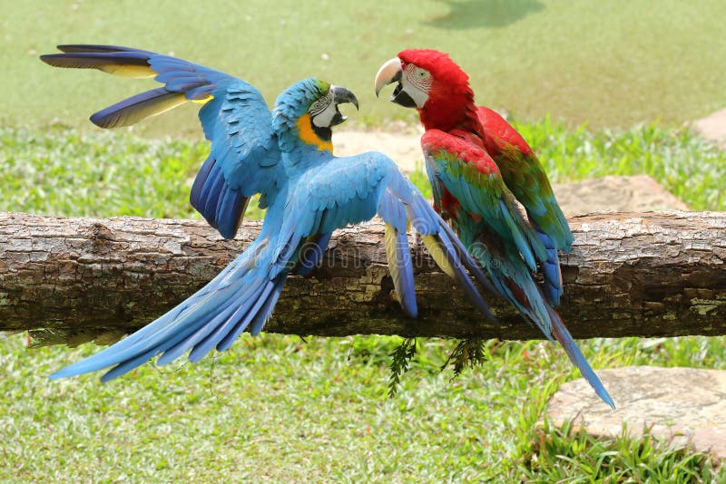 Two Birds in love in park stock image. Image of quoc - 222851873