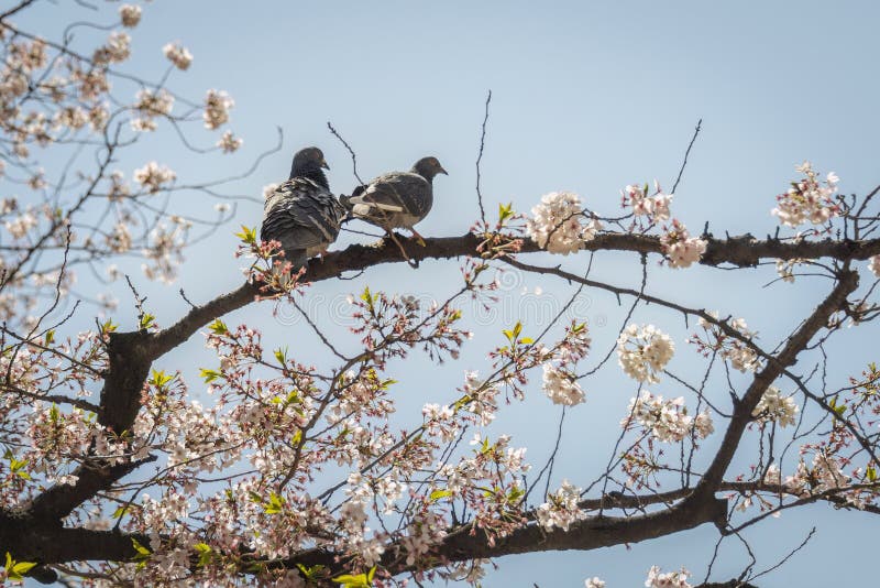 Two Birds Perched on a Blooming Cherry Blossom Tree. Tokyo, Japan Stock ...