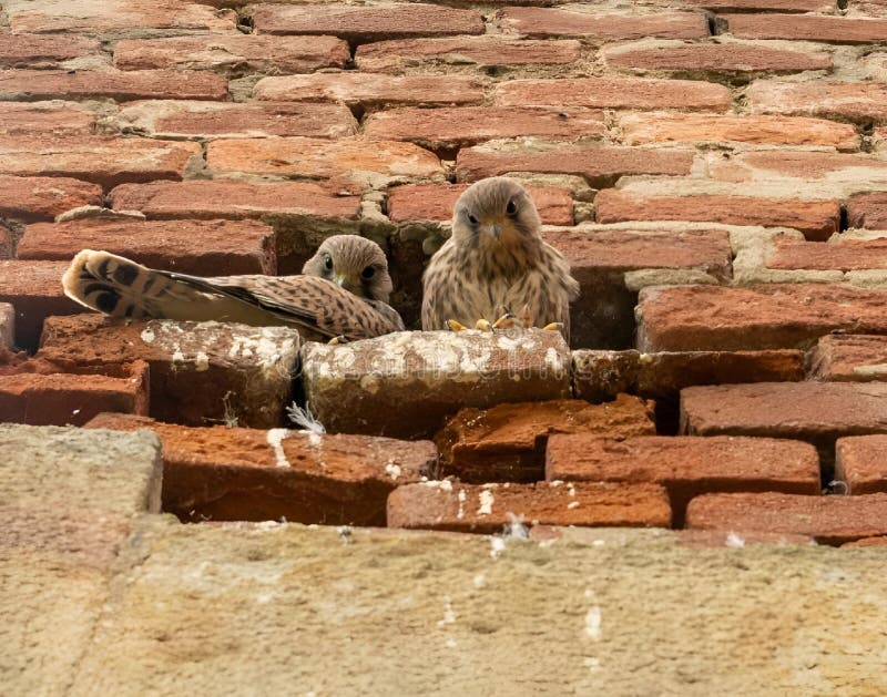 Two Birds Perched in a Hole in a Brick Wall Stock Photo - Image of ...