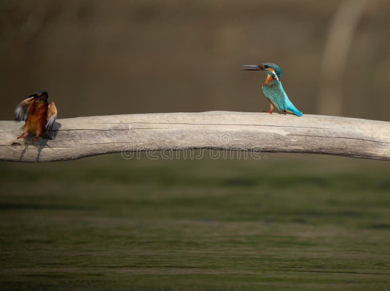 Two Birds Perched on a Tree Branch. Stock Image - Image of birding ...