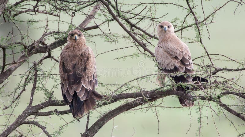 Two Birds Perched on a Branch of a Tree in Front of the Camera Stock ...