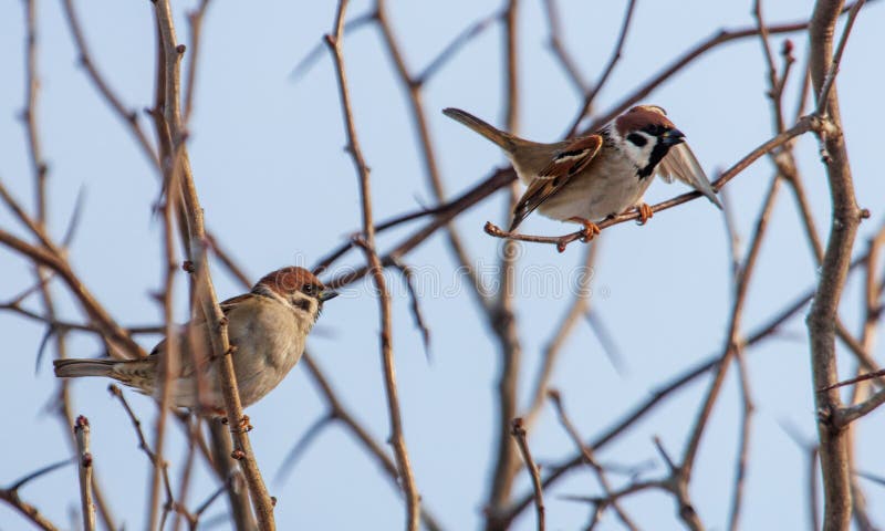 Two Birds are Perched on a Tree Branch Stock Image - Image of wild ...