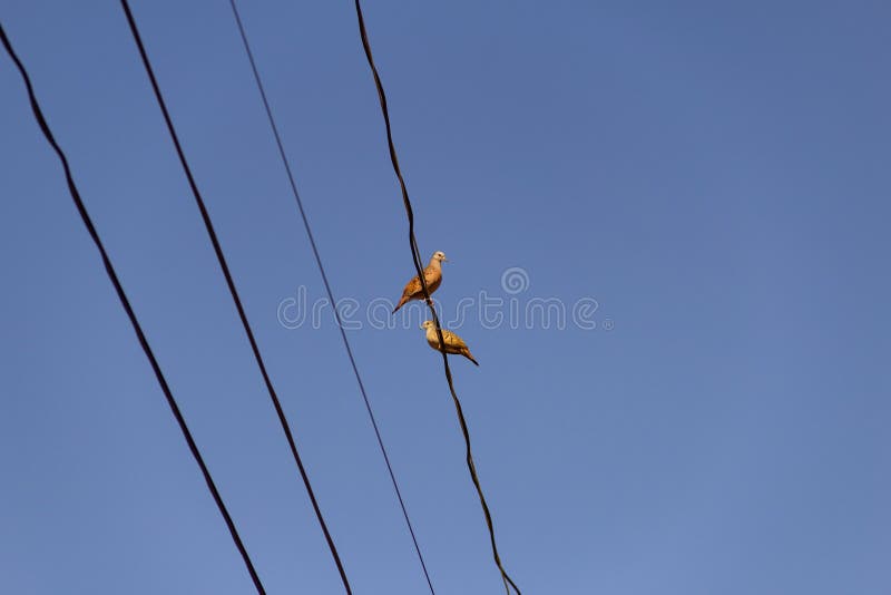 Two Birds Resting on Power Lines. Stock Photo - Image of animal, line ...