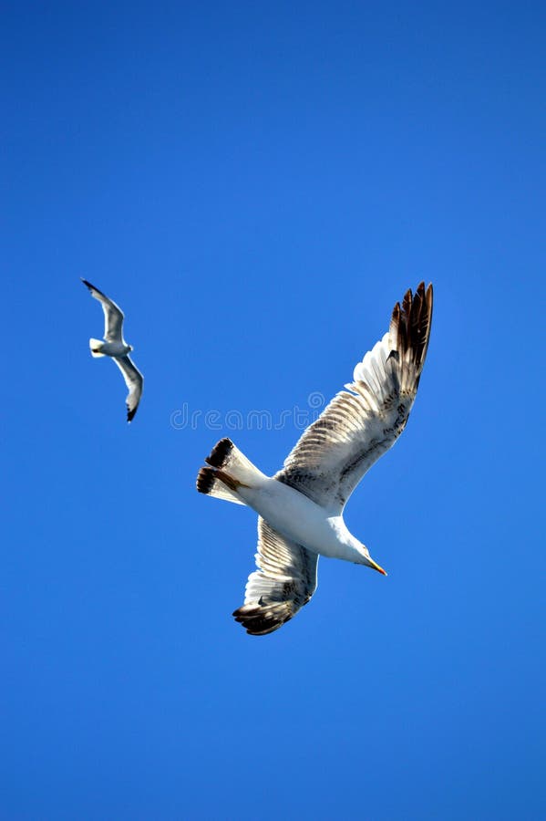 Two Birds Seagulls Flying in the Blue Sky Stock Photo - Image of sunny ...