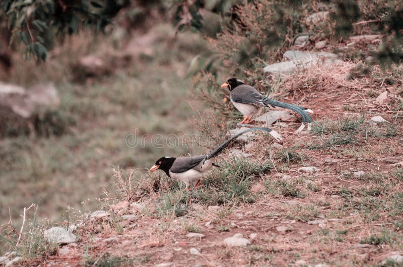 A birds sits on the rock stock image. Image of outside - 123531527