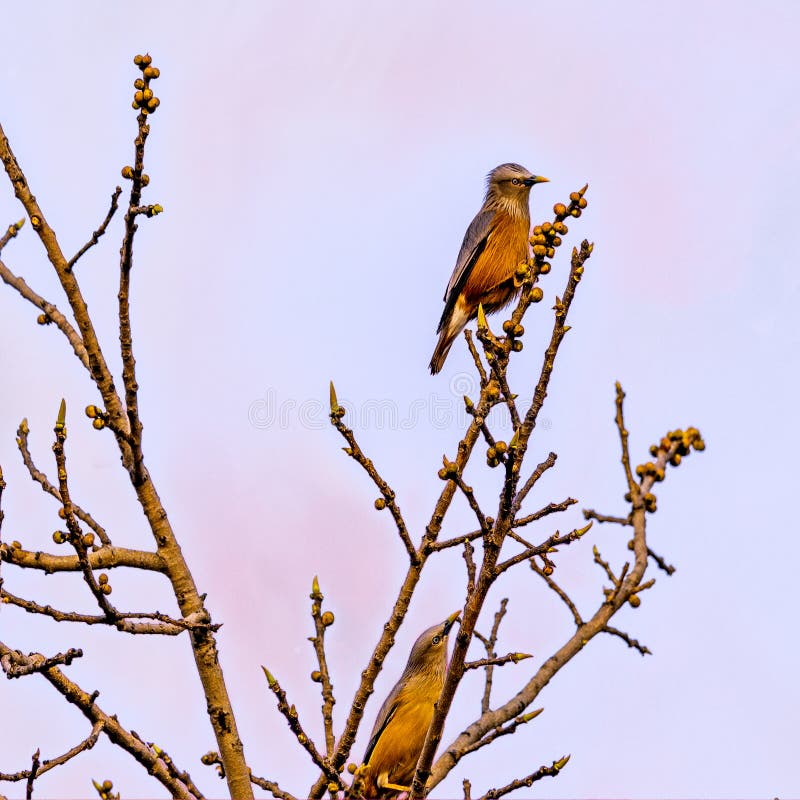 Two Birds Sitting on a Tree Trunk Stock Photo - Image of birds, trunk ...