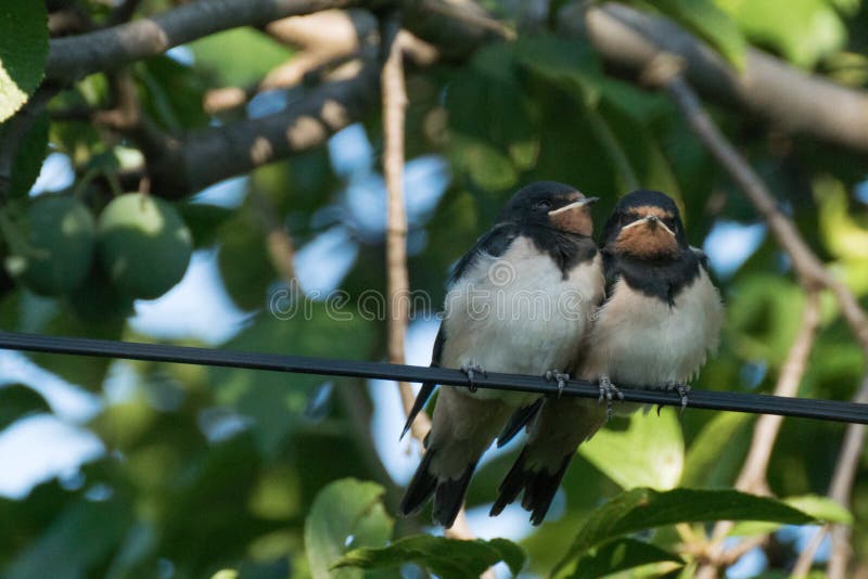 2 Two Birds Sitting on Wire Stock Image - Image of bird, wing: 162572399