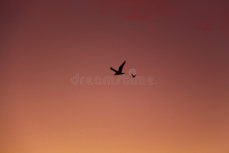 Two Birds in the Sky of Monaco Stock Image - Image of birds, wood ...