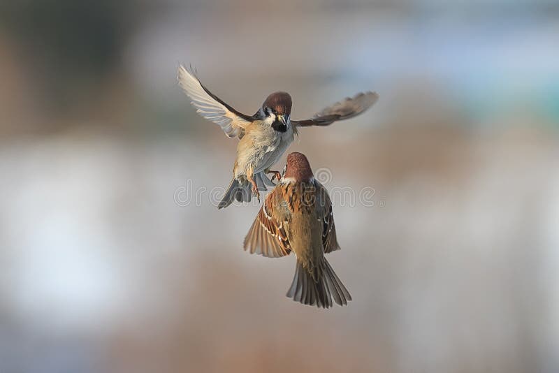Two Birds Sparrows Flying in the Air Stock Photo - Image of action ...