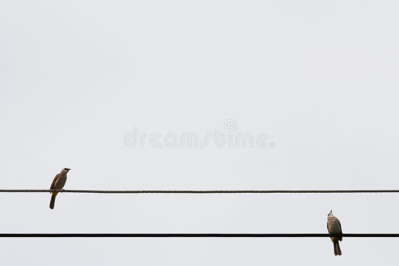 17,628 Birds Line Stock Photos - Free & Royalty-Free Stock Photos from ...