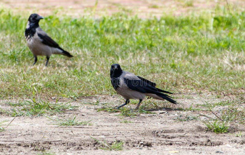 Two Birds are Standing in a Grassy Field Stock Image - Image of beak ...