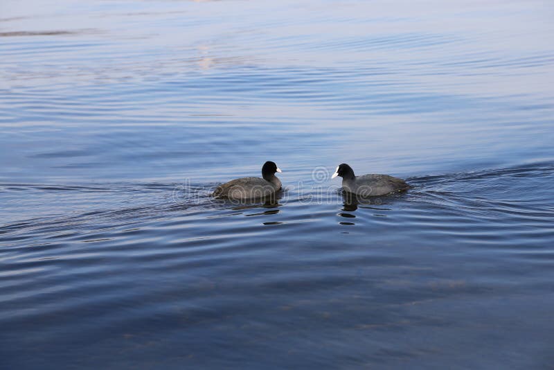 Two Birds Swimming On Calm Water In The Lake Stock Photo - Image of ...