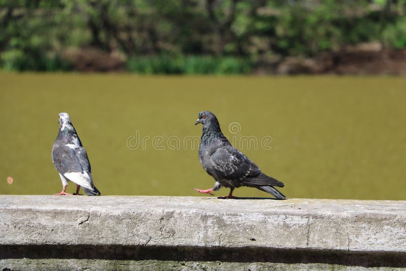 Two birds talking stock photo. Image of life, pigeons - 103679266