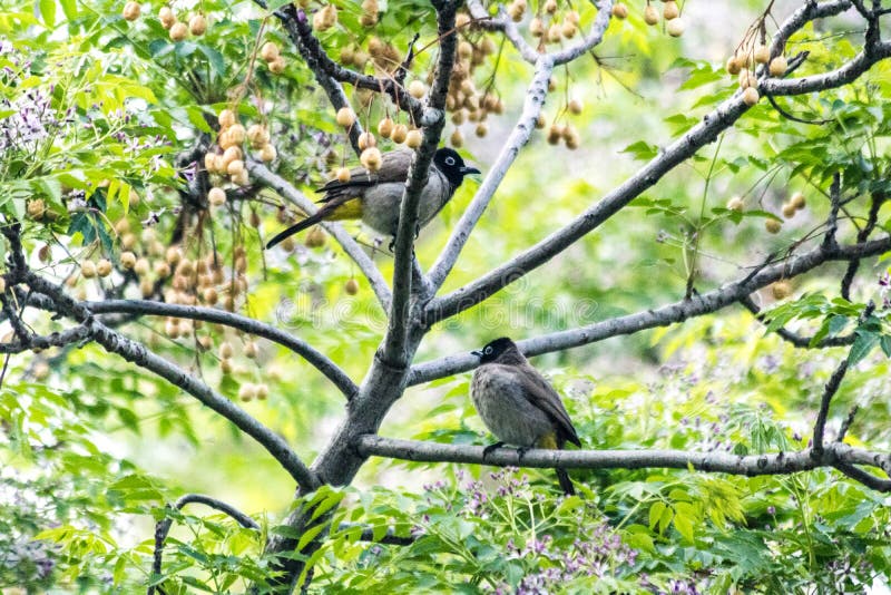 Two birds on a tree branch stock image. Image of outdoor - 166091299
